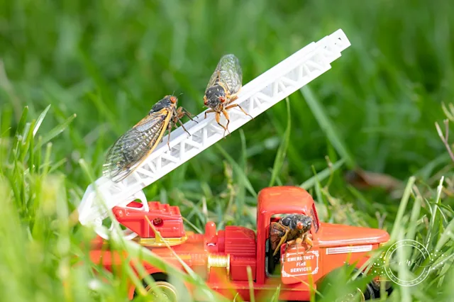 Cicadas in magical scenes: See the viral photos here - The Weather Network