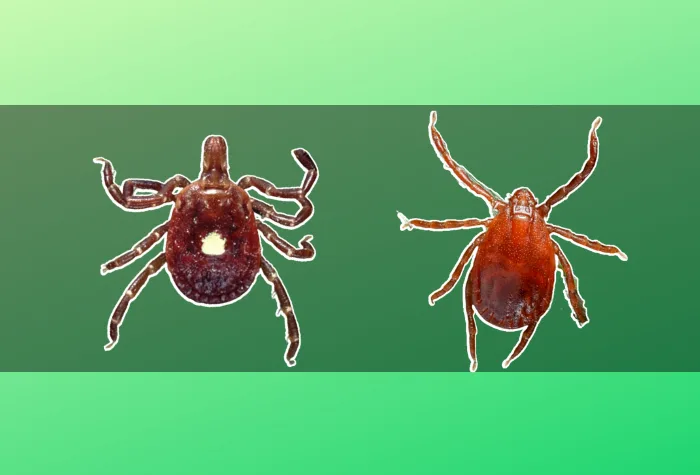 Tick-borne Rocky Mountain spotted fever spreading in Canada - The ...