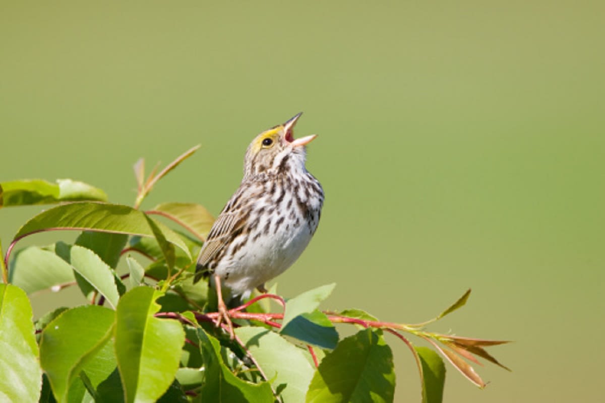 Since 1970, North America has lost 3 billion birds - The Weather Network