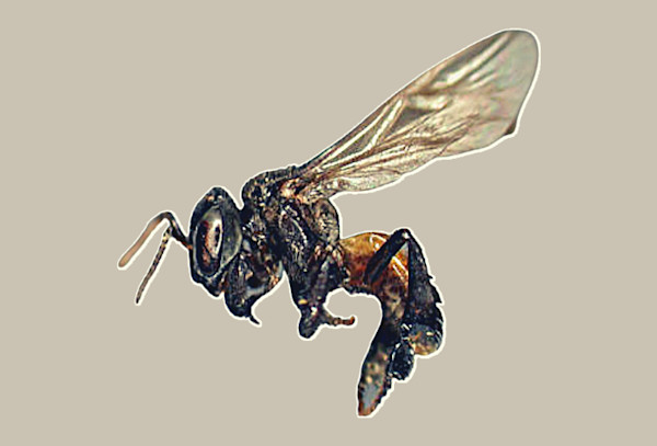 This meat-eating 'vulture bee' has developed a taste for dead things ...
