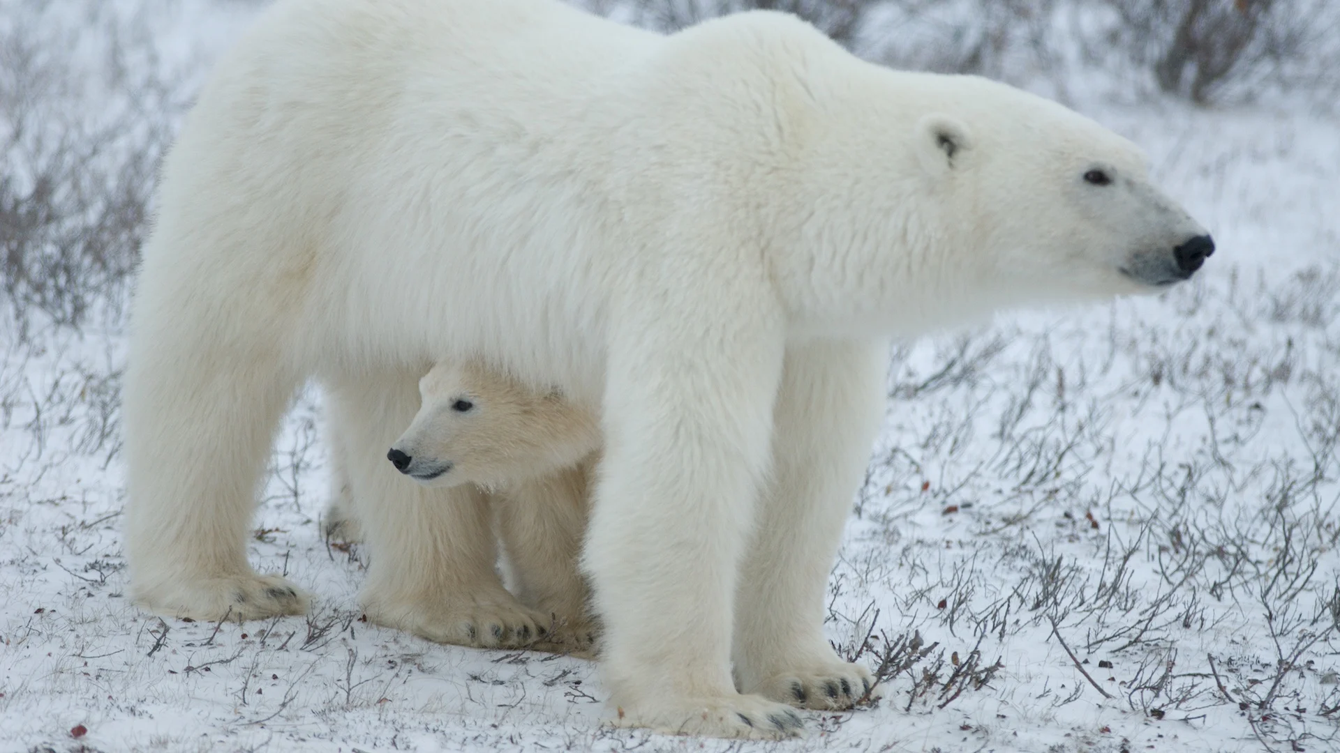 'Bear-dar' uses AI to protect communities and polar bears - The Weather ...