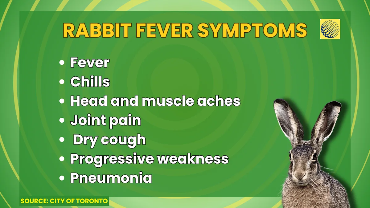 Report Finds Rabbit Fever Which Can Be Spread By Lawn Mowing On The Rise The Weather Network