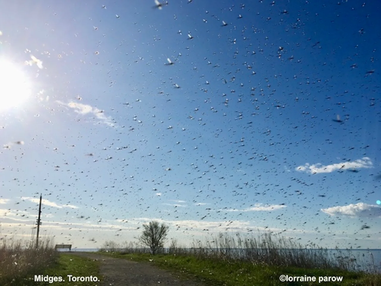 A midge invasion in Ontario has begun, here's why - The Weather Network