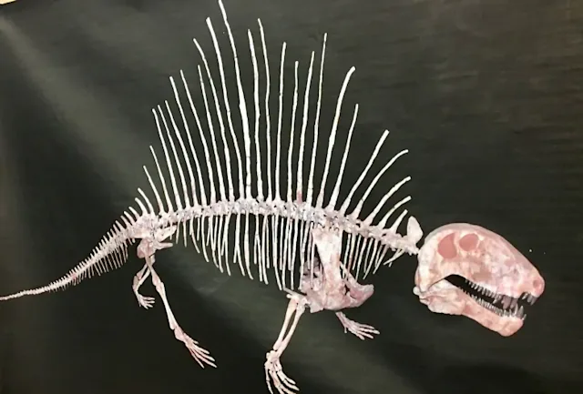 Dimetrodon footprints put PEI on paleontology 'world stage' - The ...