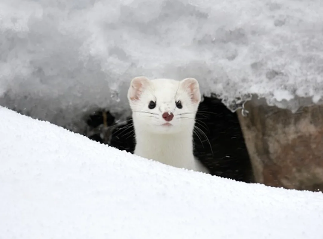 WATCH: Adorable surprise encounter on the slopes goes viral - The ...