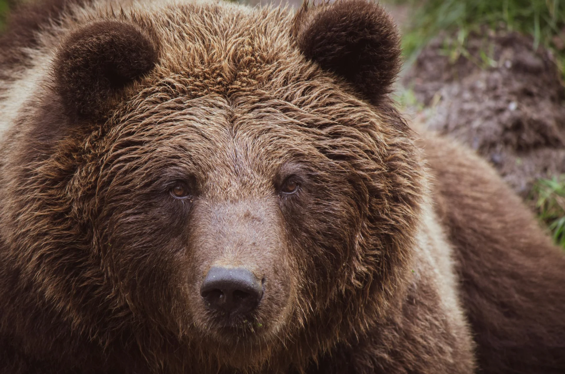 How to safely coexist with grizzlies as encounters increase in Canada - The Weather Network