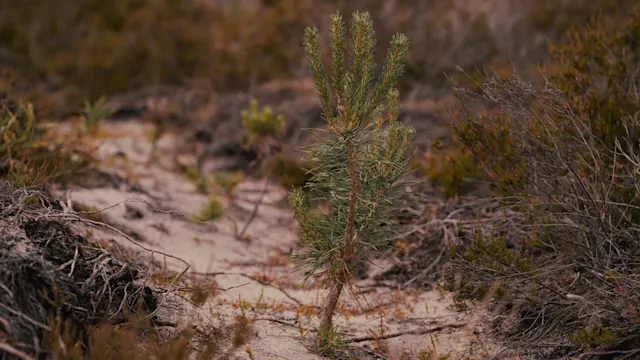 As wildfire risk grows, will planting trees work to offset carbon ...