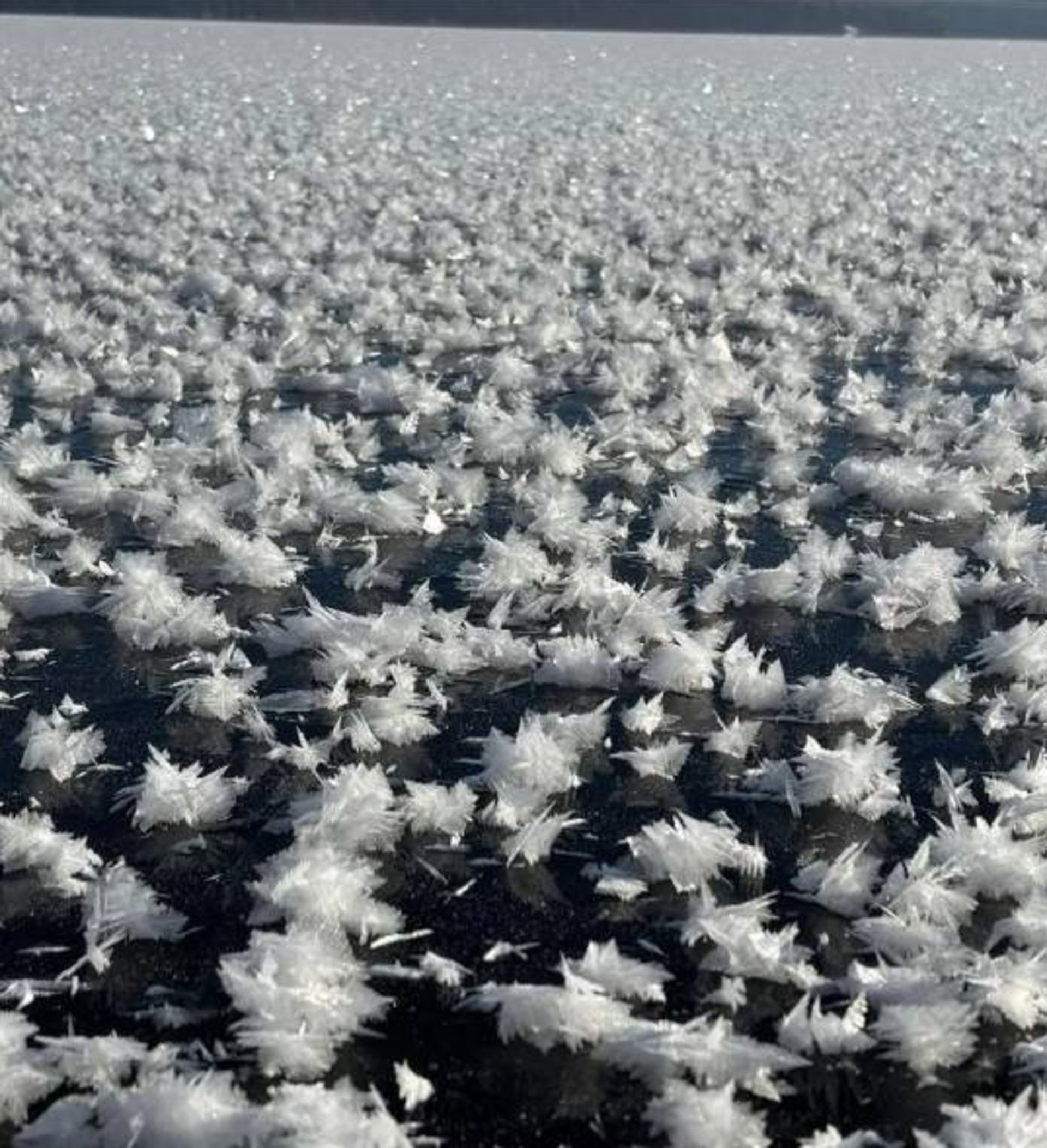 Rare frost flowers turn icy landscapes into beautiful gardens - The ...