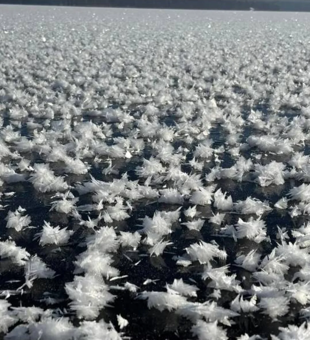 Rare frost flowers turn icy landscapes into beautiful gardens - The Weather Network