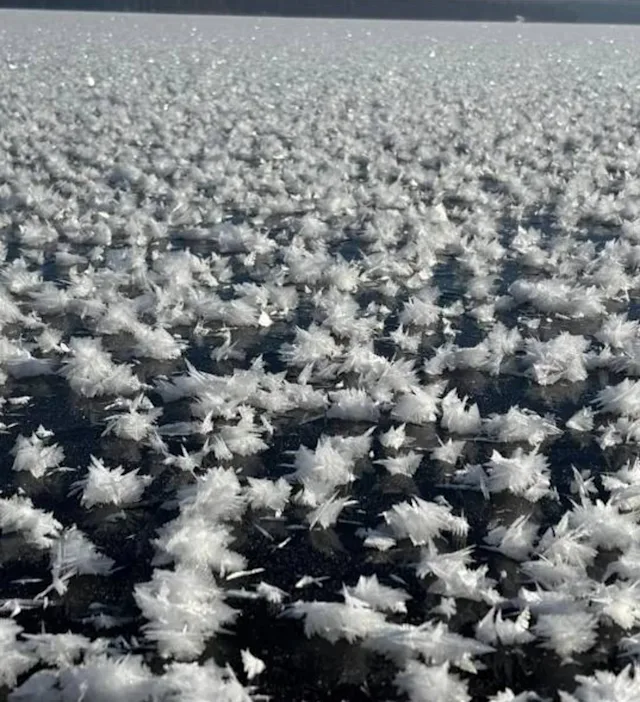 Rare frost flowers turn icy landscapes into beautiful gardens - The ...