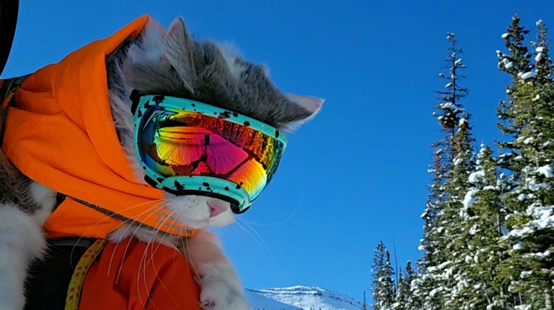 This skiing wonder cat is promoting safer use of the great outdoors ...
