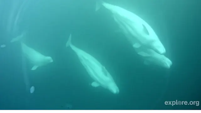 Watch thousands of beluga whales embark on their annual migration live ...