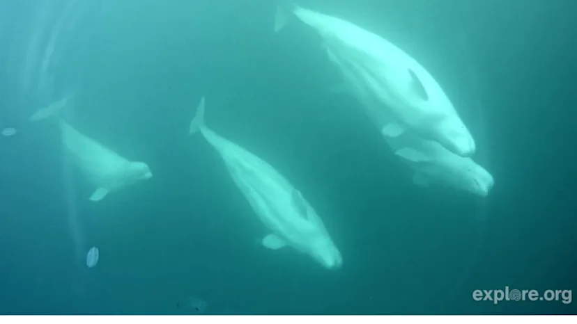 Watch thousands of beluga whales embark on their annual migration live ...