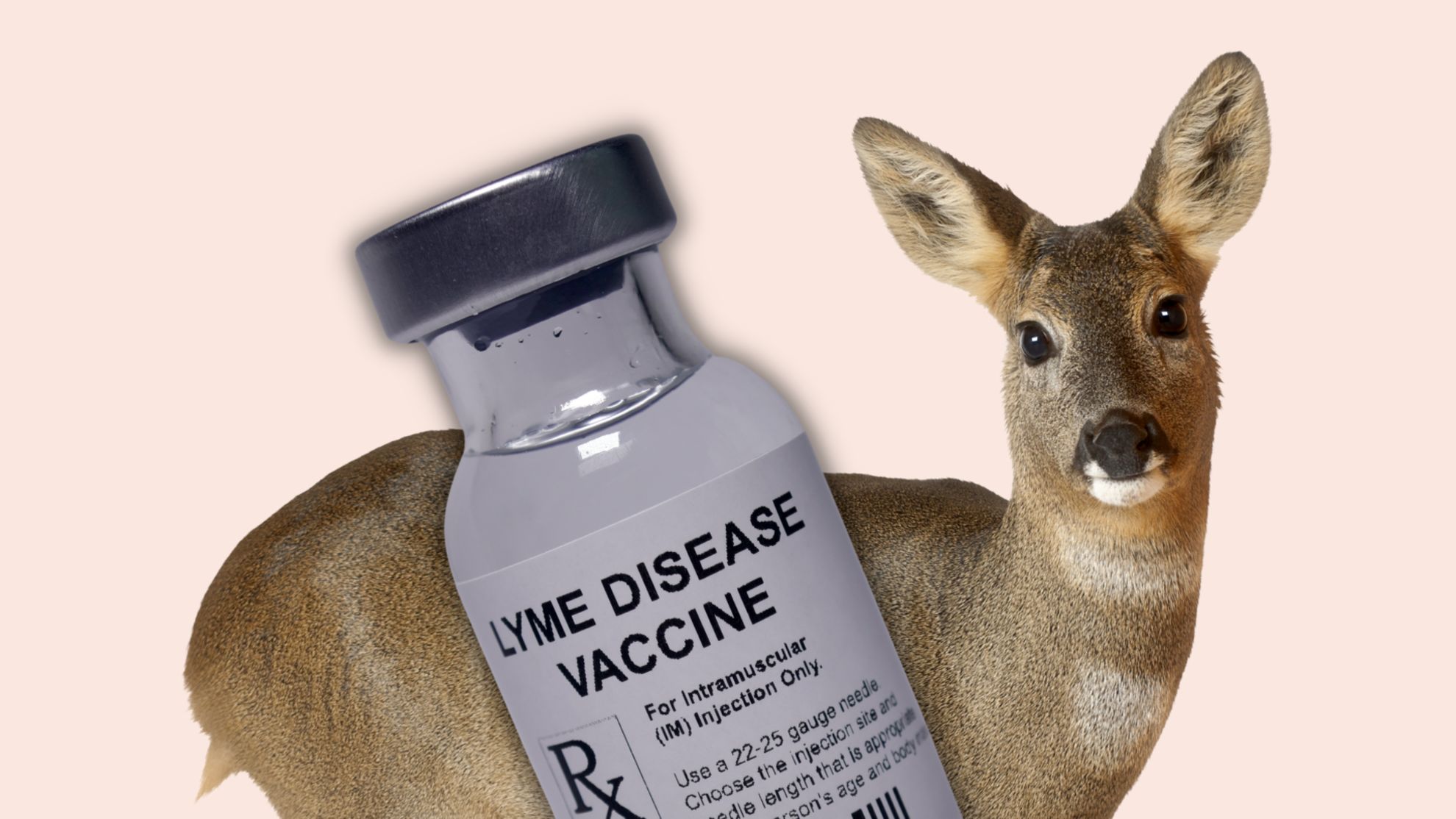 Could white-tailed deer hold the key to treating Lyme disease? - The ...