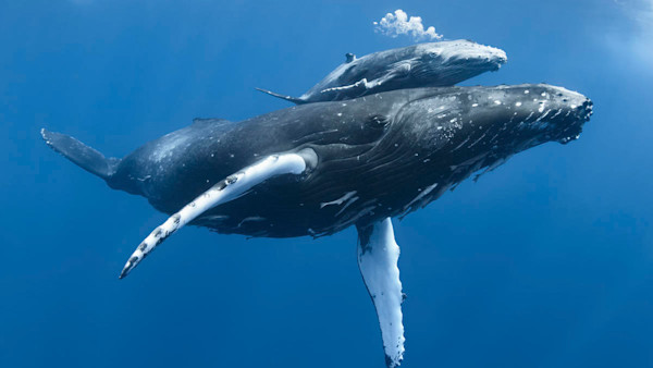 New first-of-its-kind map reveals ‘whale superhighways’ throughout the ...