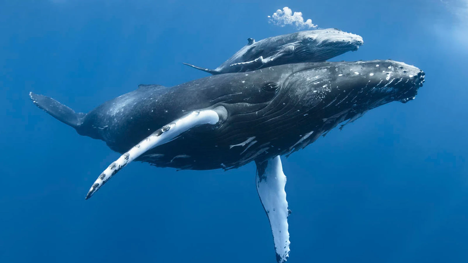 New first-of-its-kind map reveals ‘whale superhighways’ throughout the ...