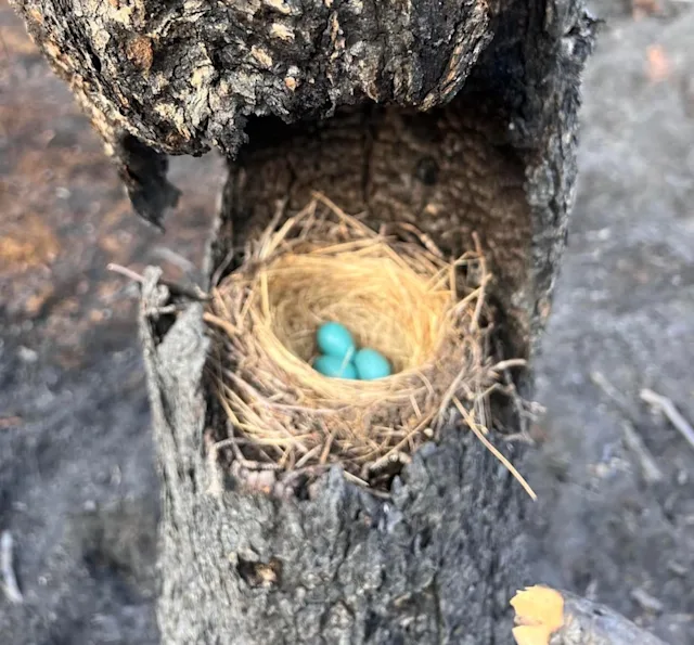 A trio of robin's eggs provides a symbol of hope after wildfires in N.L ...