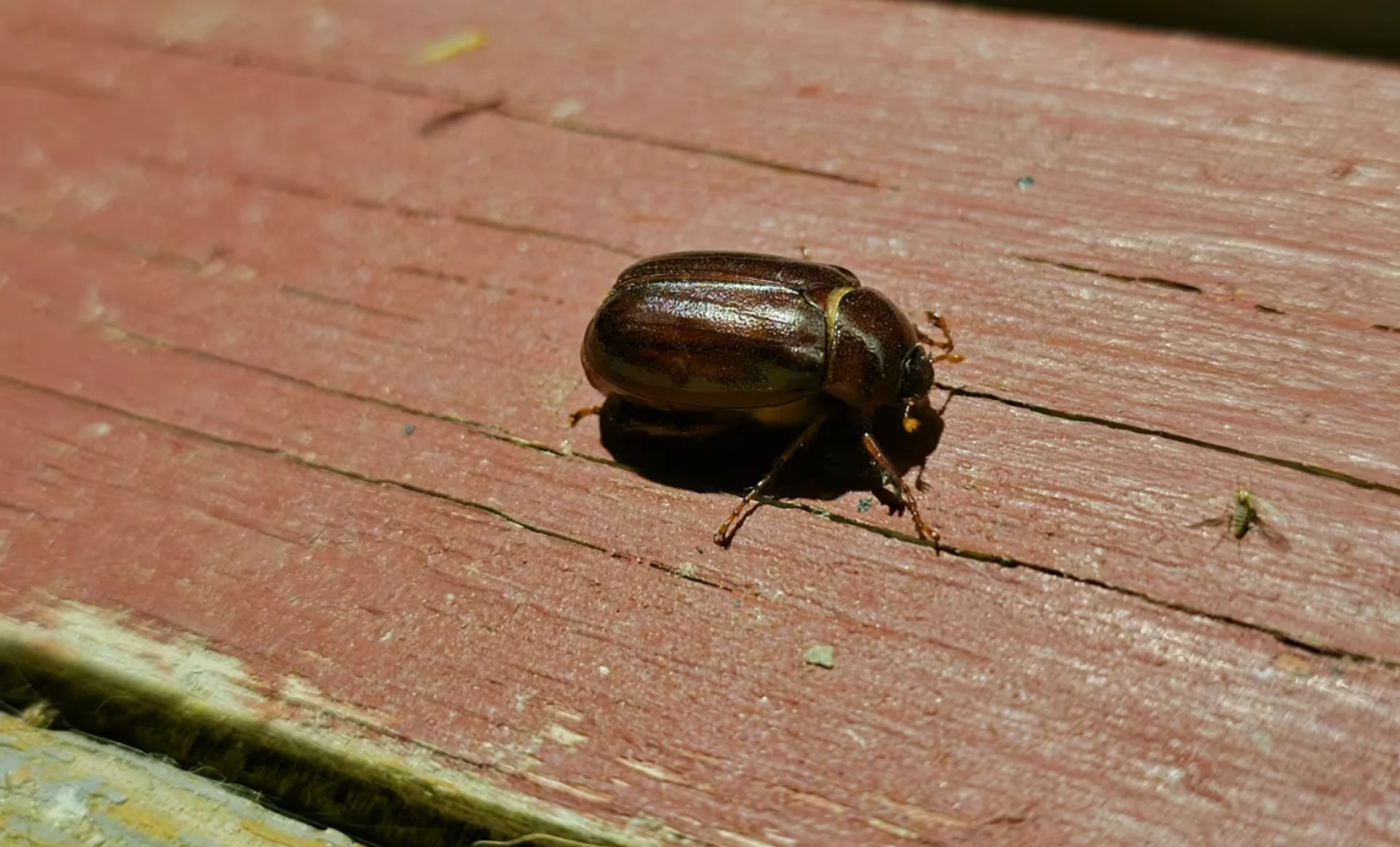 Pull up your hood — it's June bug season - The Weather Network