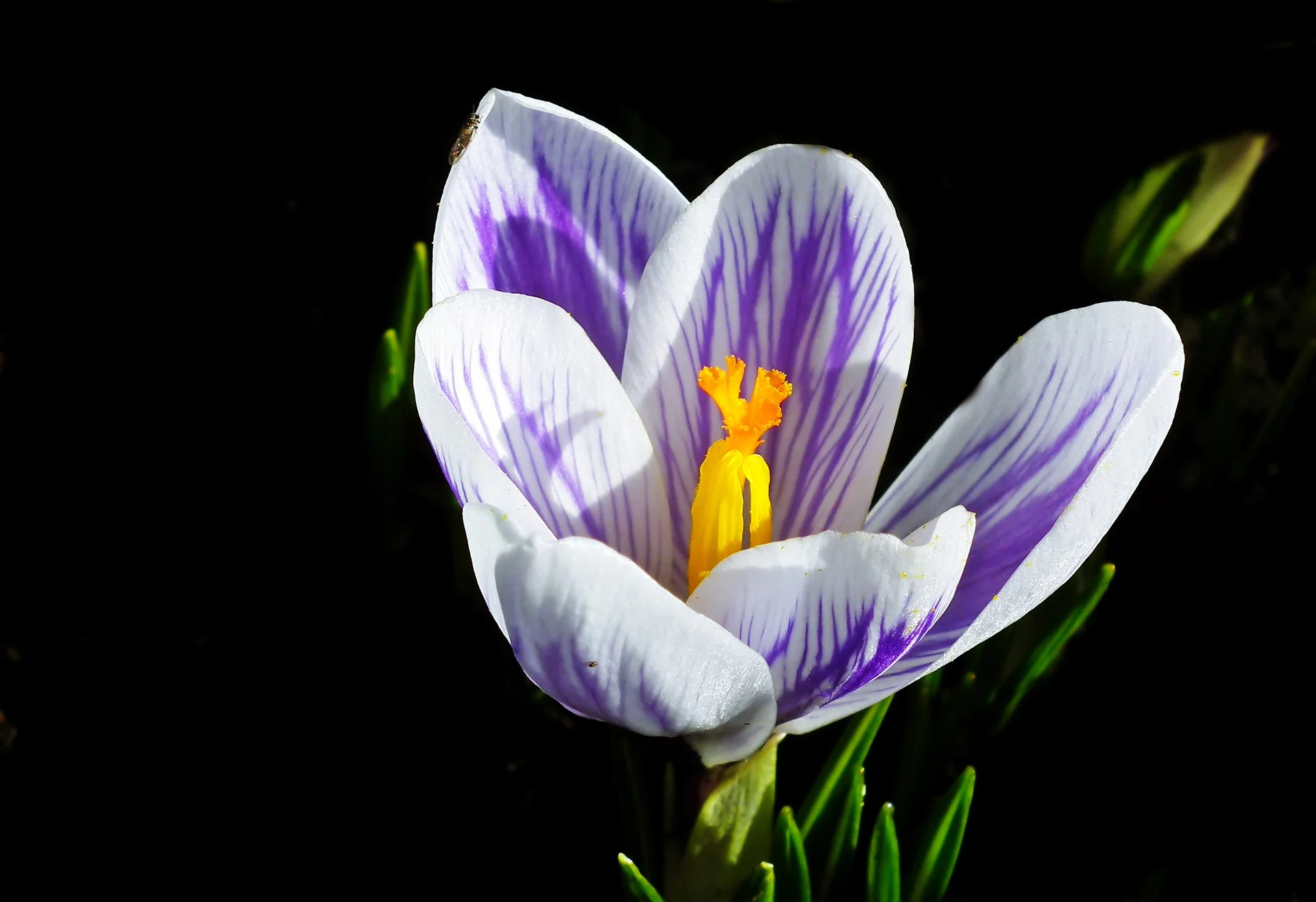 We know what causes the scent of spring, but what's it actually for ...