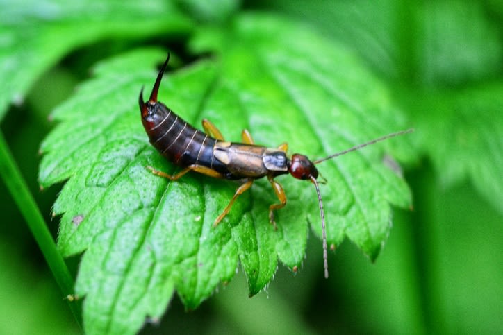 Creepy? Maybe. Crawly? Sure. But here's how earwigs can help you out ...