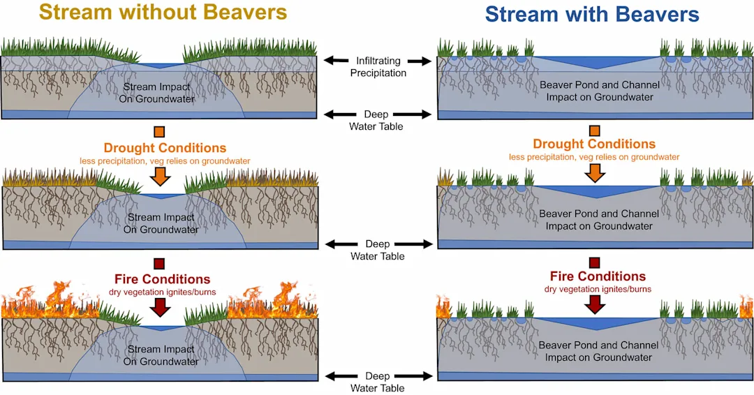 Why beavers are a good ally in the fight against climate change - The ...