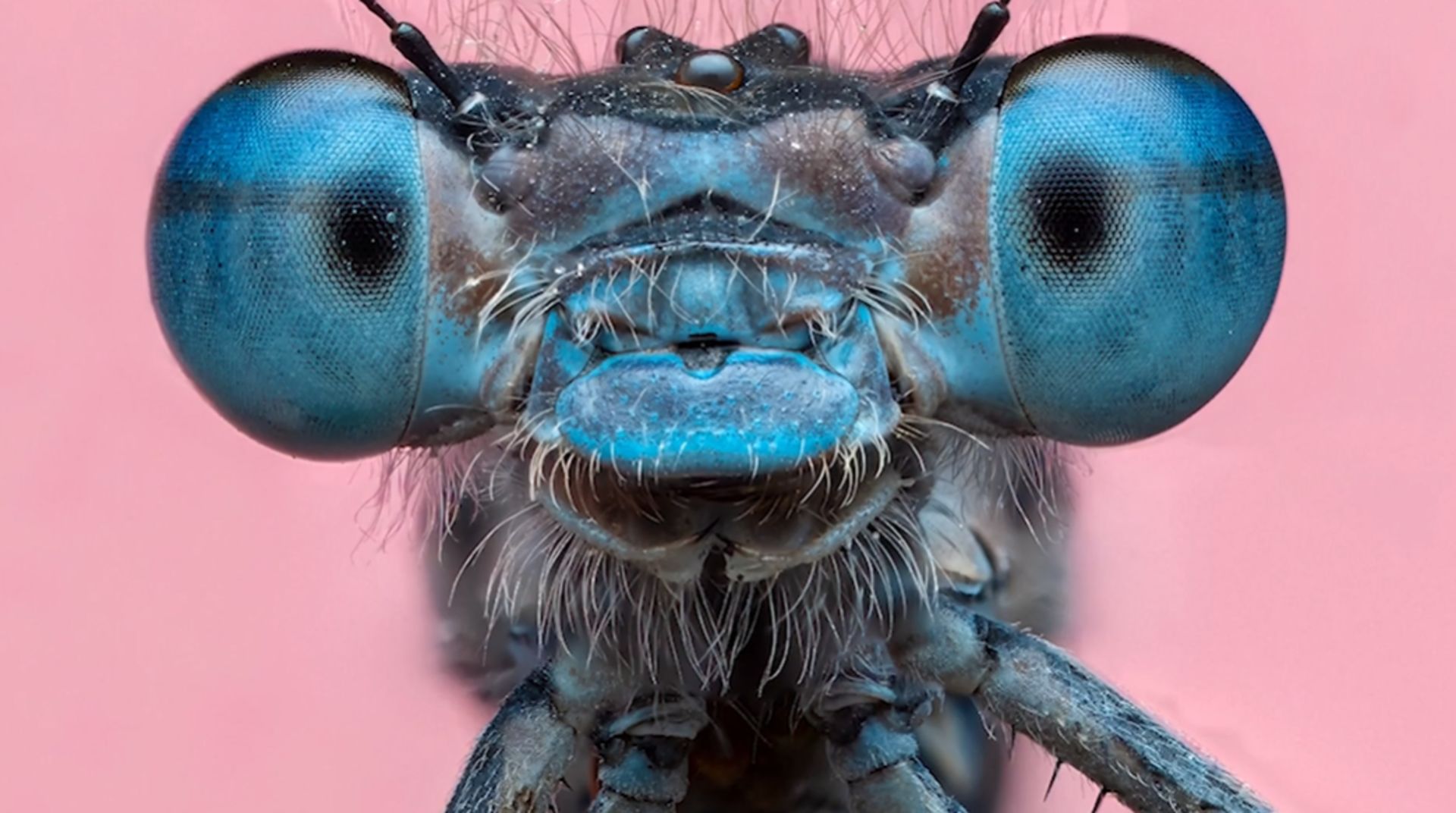Photographer captures tiny bugs with big emotions and bigger roles ...
