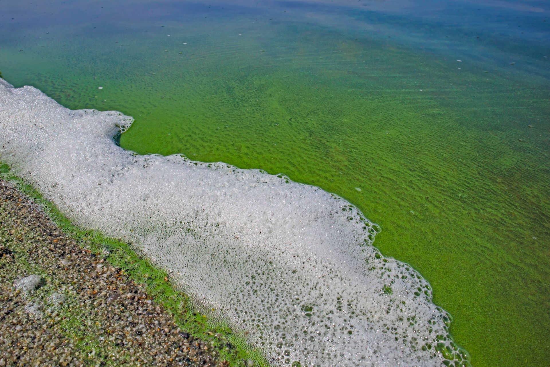 Some anglers consider algae blooms helpful — but what are the health ...