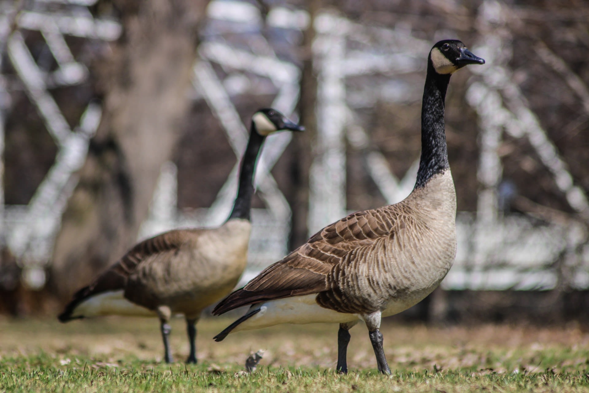 Canada goose strikes man on trail, tips for preventing attacks - The ...