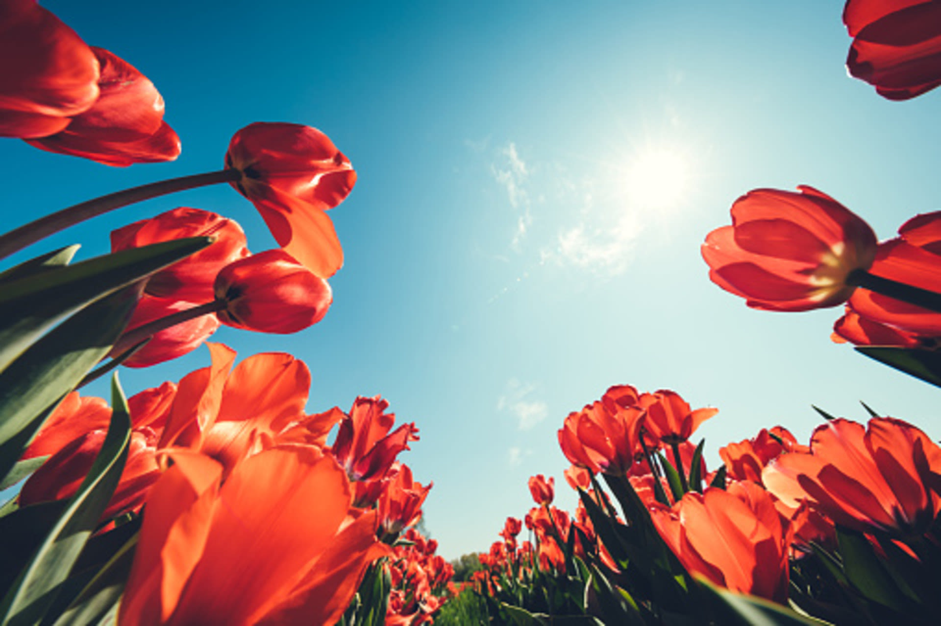 We asked, you answered: Viewers reveal how they spot spring's arrival ...