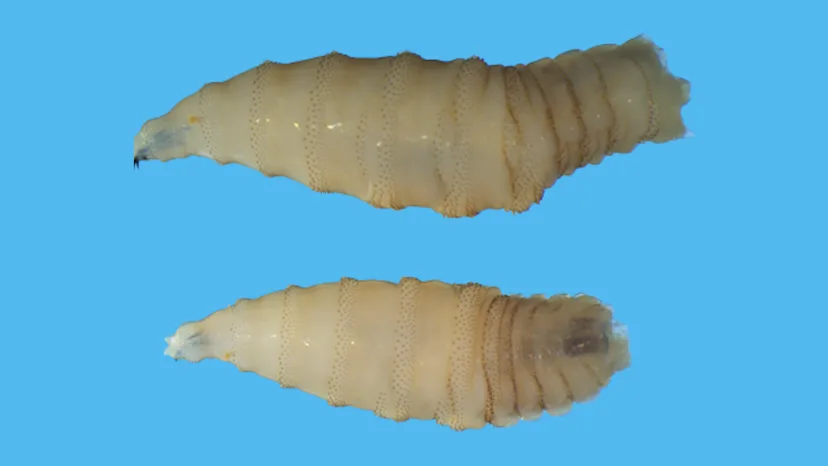 Flesh-eating screwworm confirmed in Texas - The Weather Network
