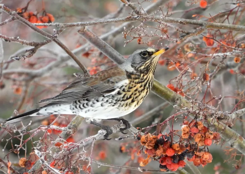 Birders flock to B.C. Interior for chance to spot rare avian visitor ...