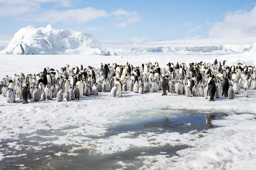 Climate change impacts on Antarctica captured as 'moments etched in ...