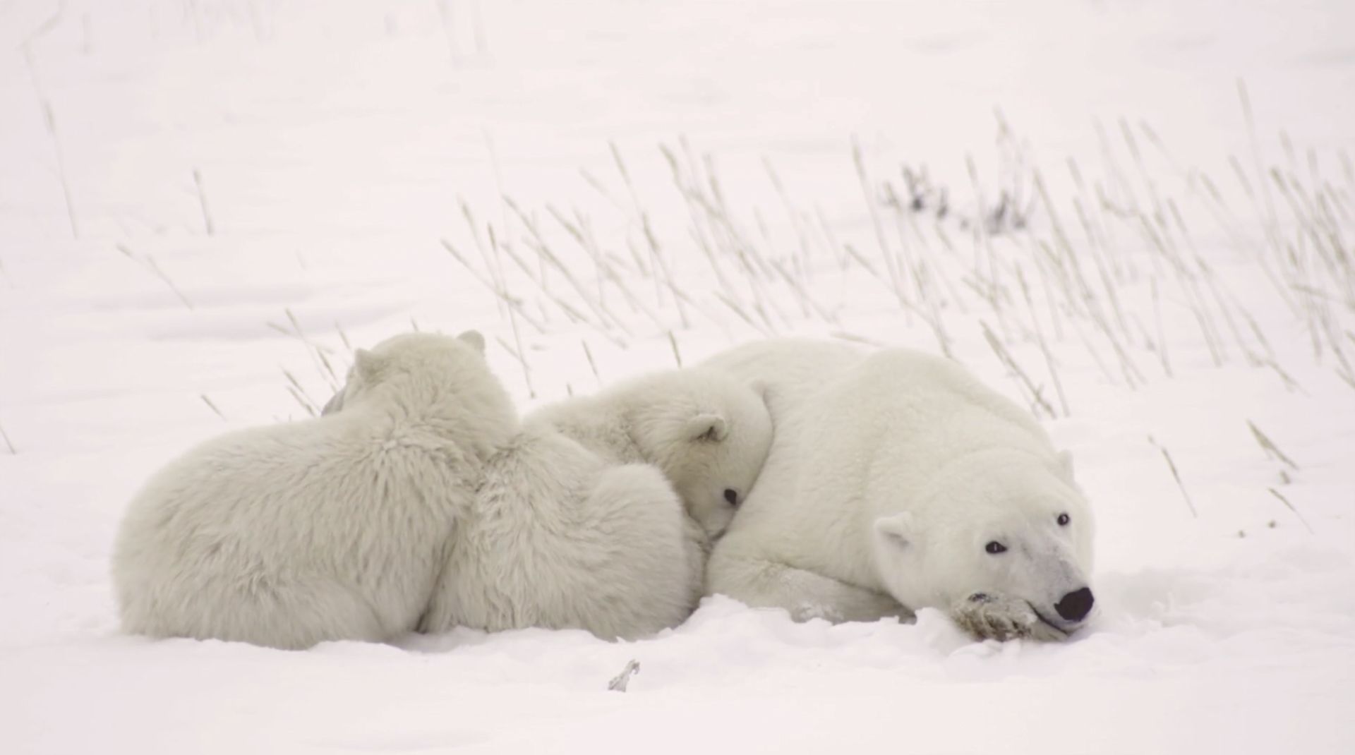 International Polar Bear Day: Why spring is a critical time for Canada ...