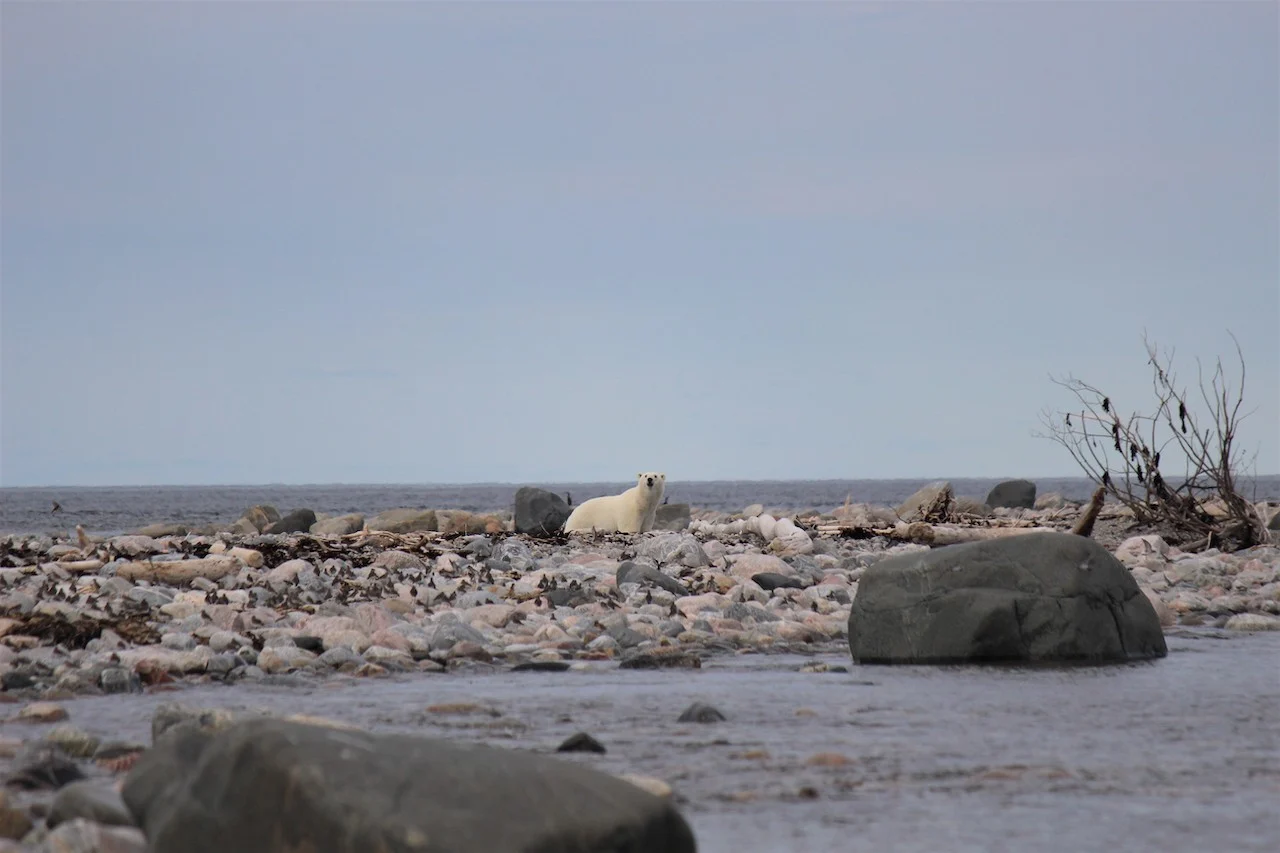 Weather kept southern Hudson Bay polar bears ashore for record time ...