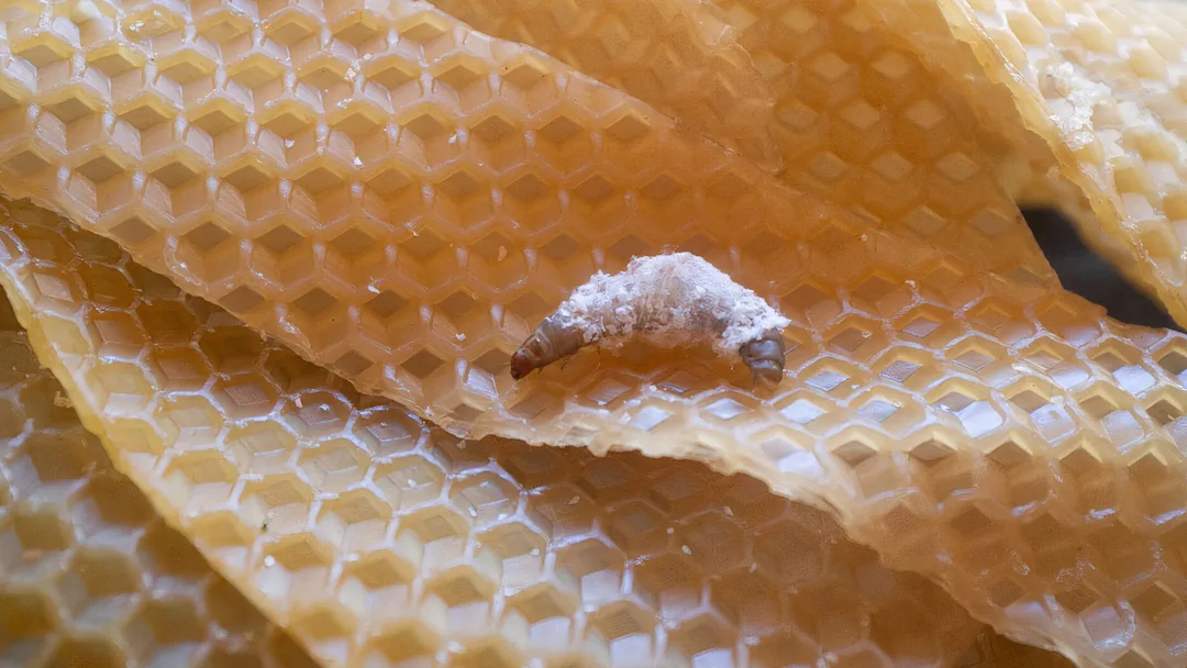 Lowly wax worm's saliva may boost fight against plastic pollution - The ...