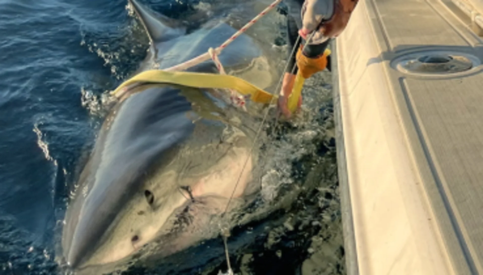 Huge great white shark, among Atlantic's largest, spotted in Canadian ...