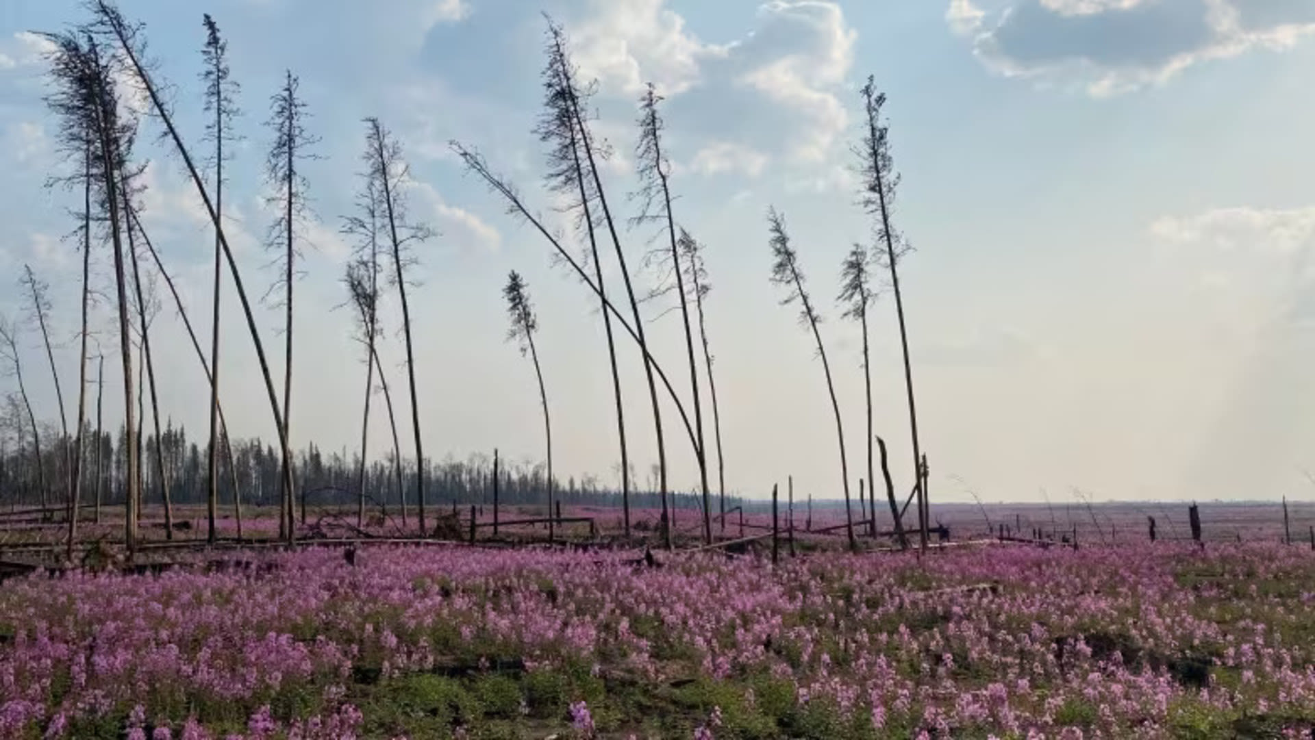 Meet the purple flower that thrives after wildfire — fireweed - The ...