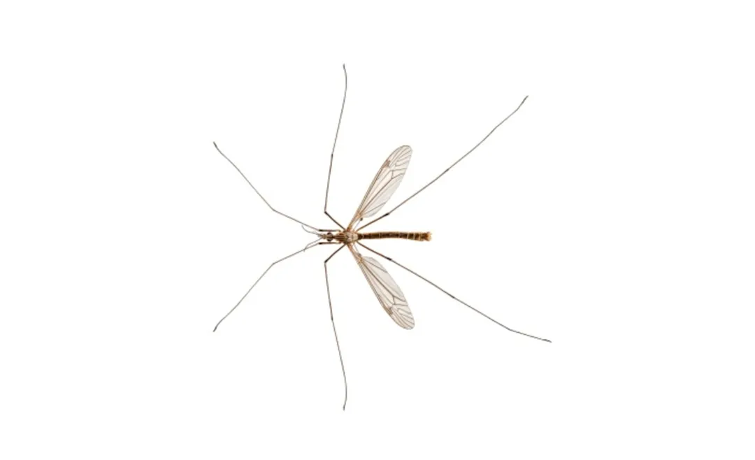 These AREN'T mosquitoes: Why these giant insects thrive in fall - The ...