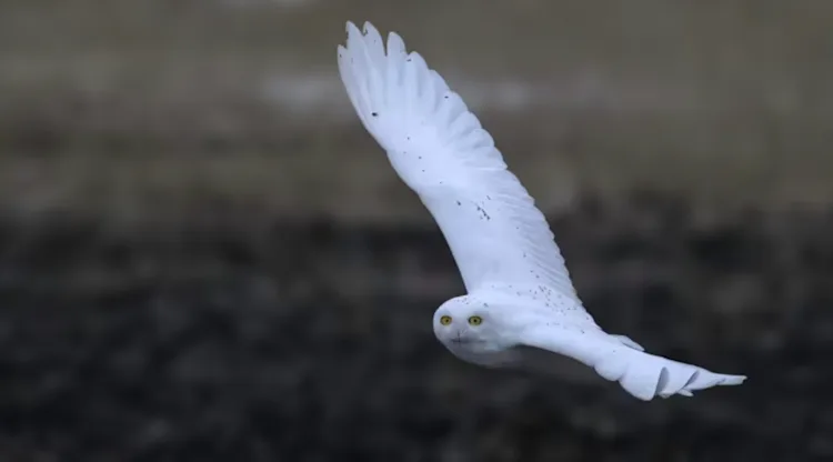 'They're just stunning': Snowy Owls return to Regina area for winter - The Weather Network