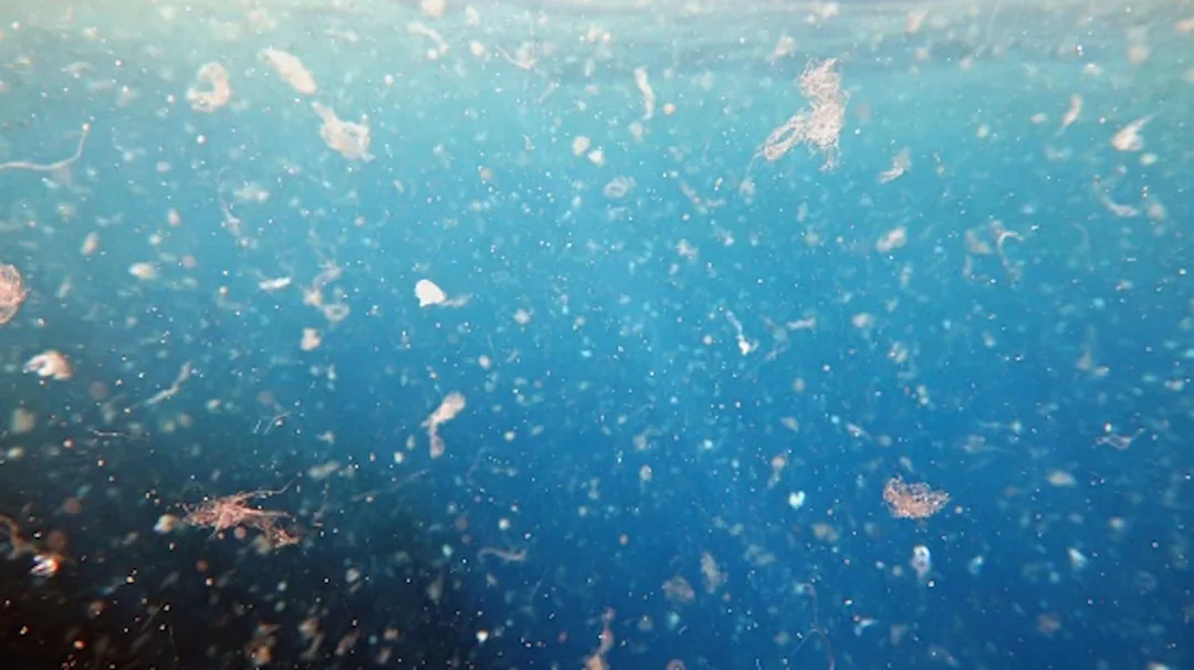 How much microplastics are inside humans? New film unveils a figure ...