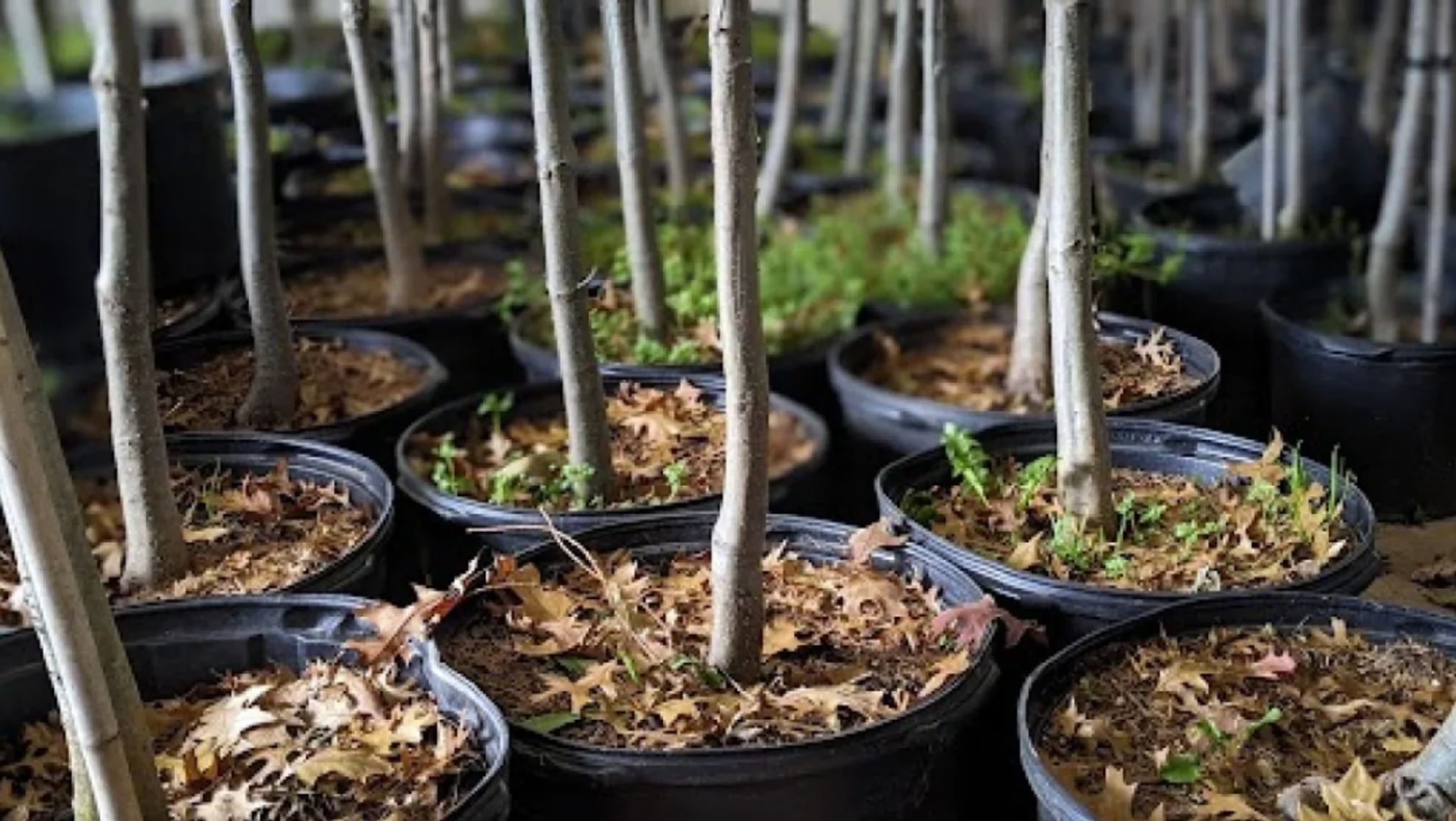 P.E.I. tree nurseries ready for busy spring as post-Fiona replanting ...