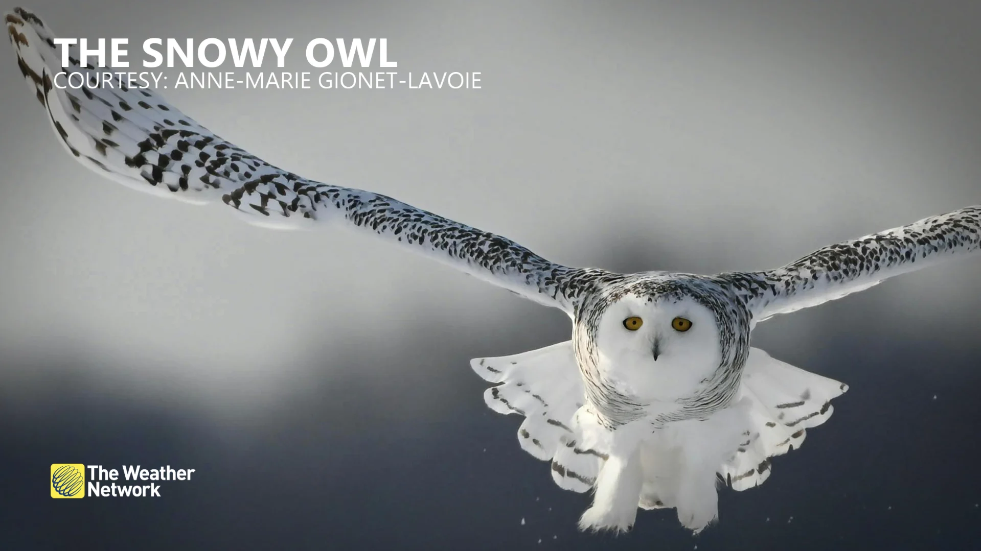 Snow’s hidden superpowers: More than meets the eye - The Weather Network