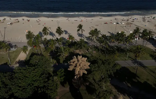 Palms that flower once in 30-80 years bloom in Rio de Janeiro - The ...