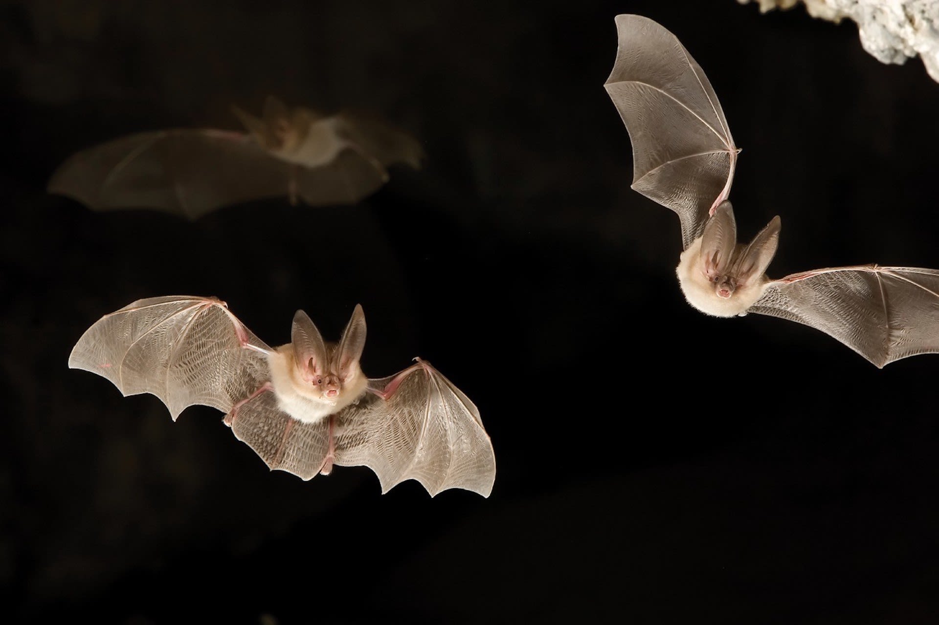 Only scary thing about bats is the rate of their population decline ...