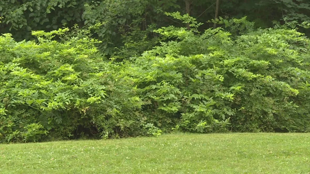 New Brunswick invasive species council raises alarm over harmful rose ...