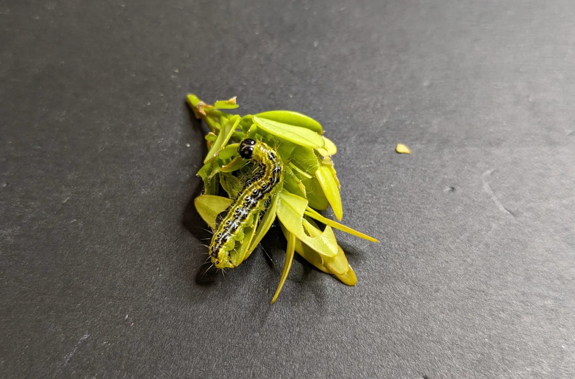 Invasive moth killing boxwood shrubs across Canada - The Weather Network