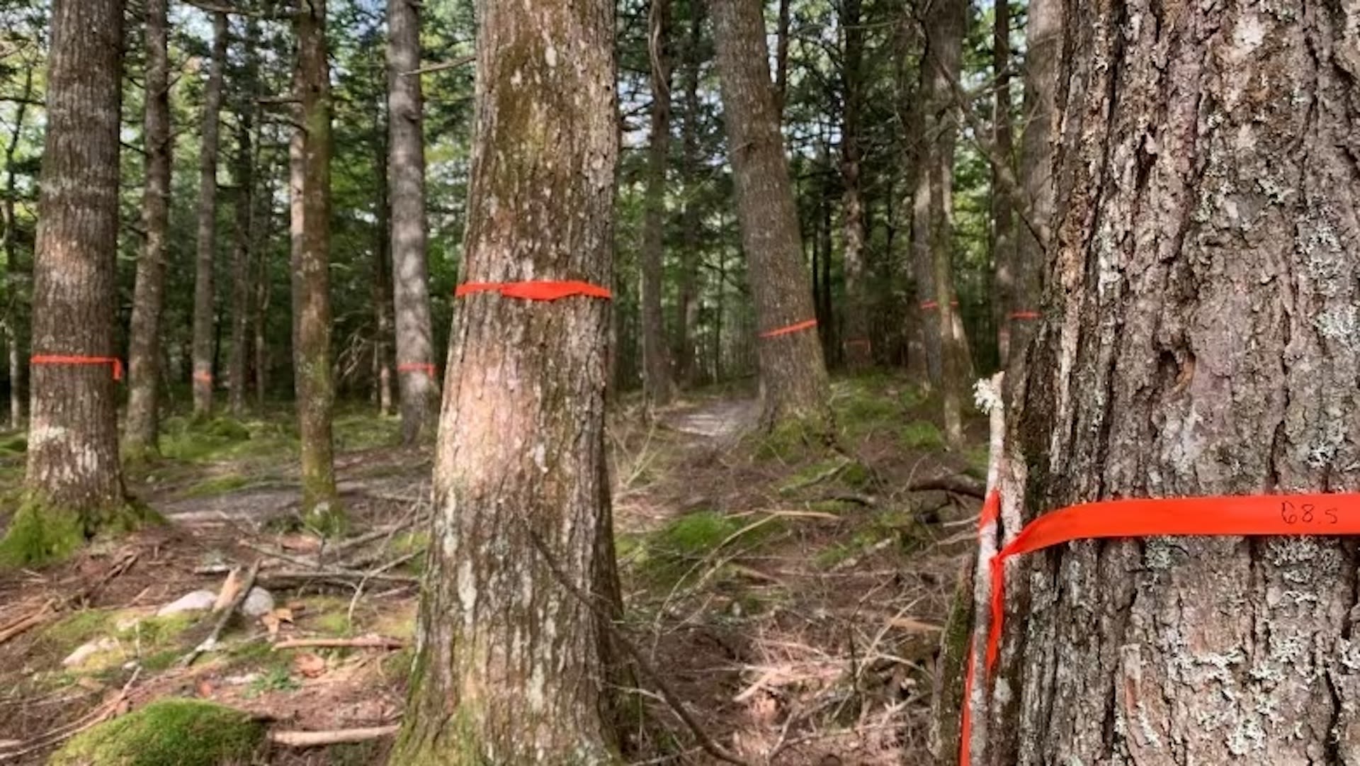 New tools to save Nova Scotia's hemlocks as species continues to ...