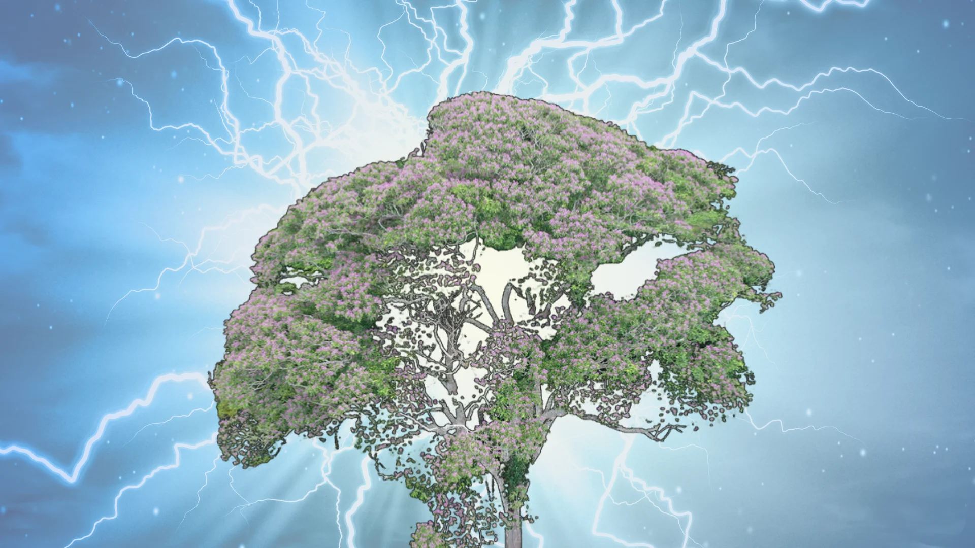 Meet the tree that likes being struck by lightning - The Weather Network