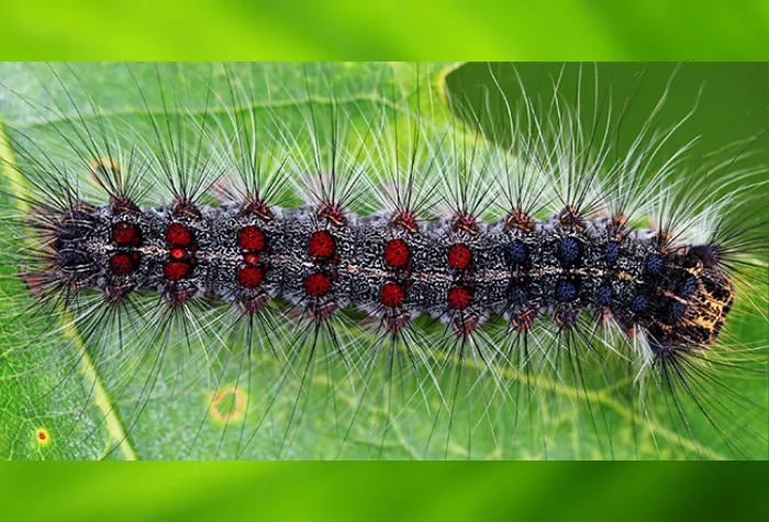 Experts say to prepare for another LDD moth infestation this spring ...