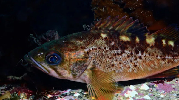 'Grunts, growls and hums': Fish sounds compiled for online database ...